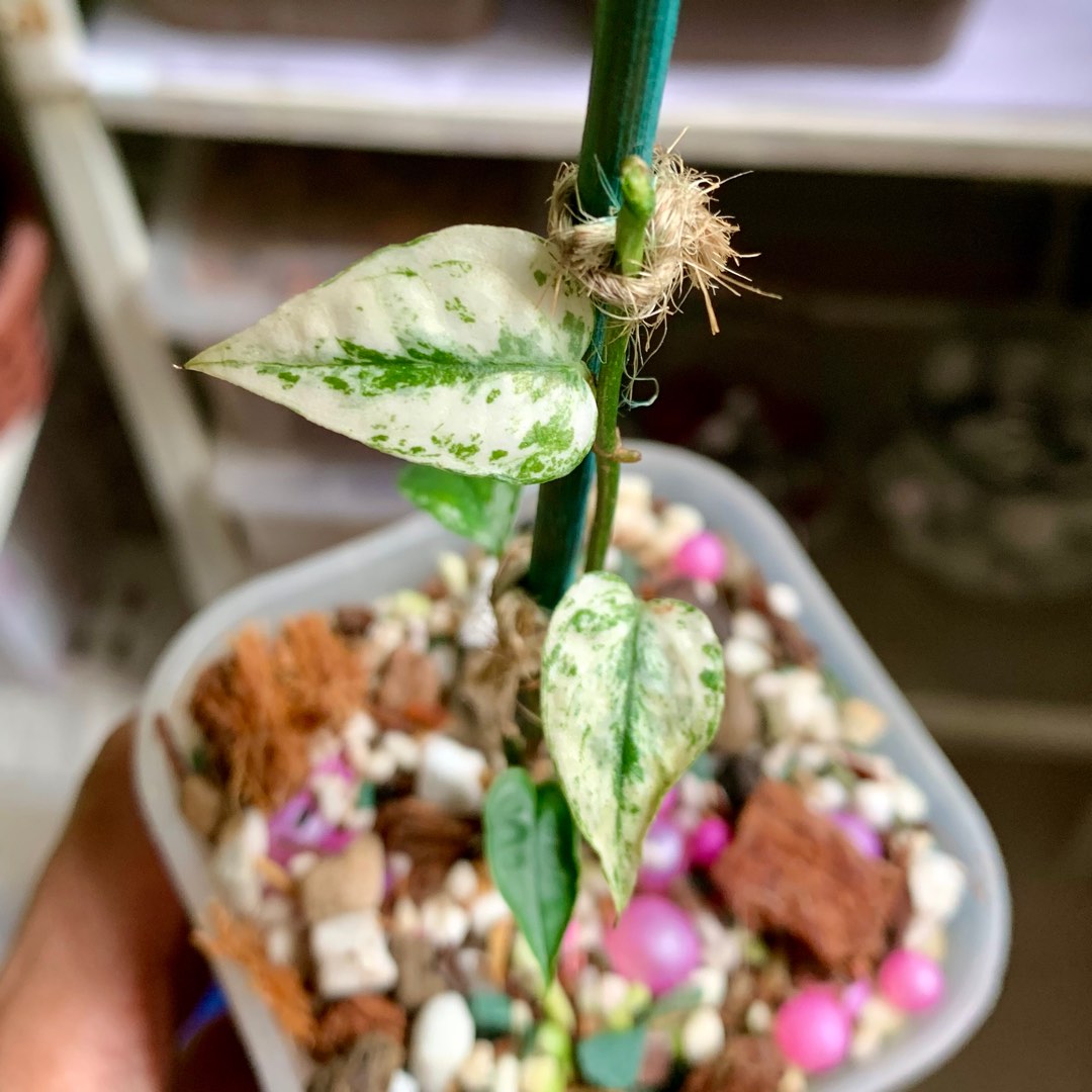 Cebu Blue Variegated (Contactless delivery at additional $12) (Self ...