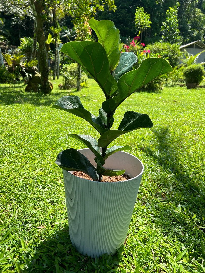 Ficus including Pot - real plant , Furniture & Home Living, Gardening ...