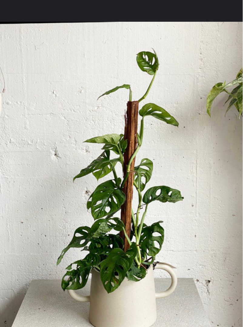 FOC monstera adasonii swiss cheese plant, Furniture & Home Living ...