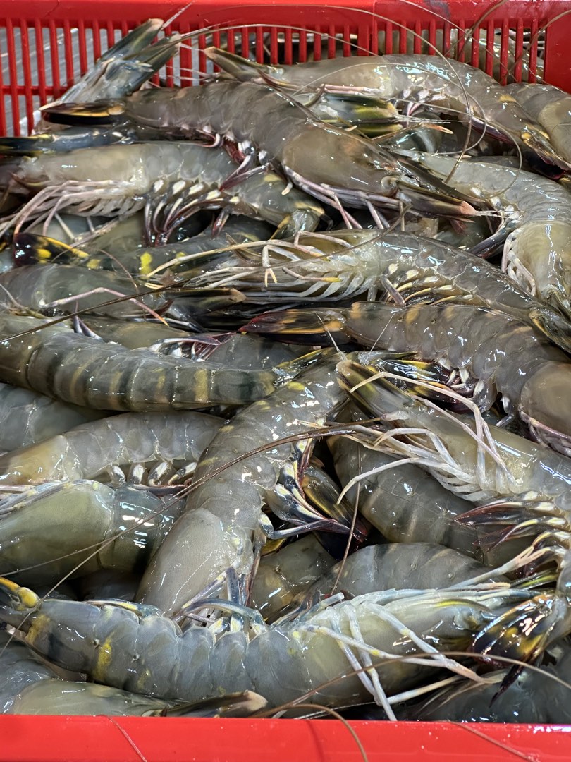 Tiger prawn fresh, Food & Drinks, Other Food & Drinks on Carousell