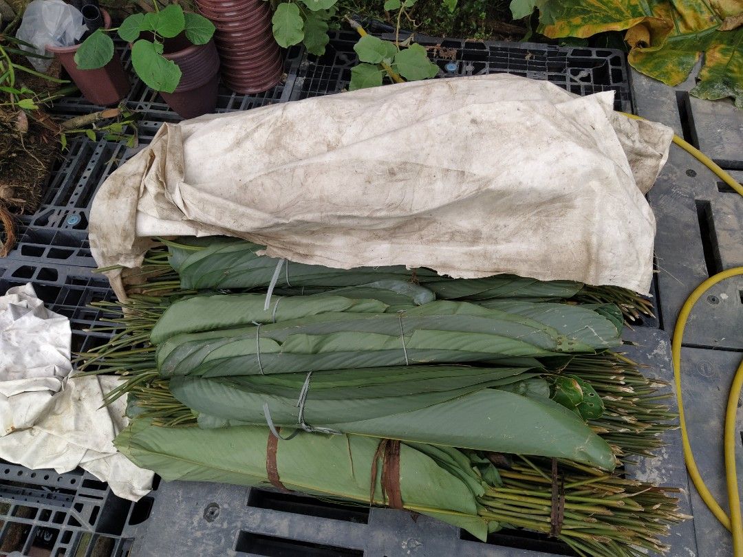 Daun Lerek Daun Pisang, Everything Else, Others on Carousell