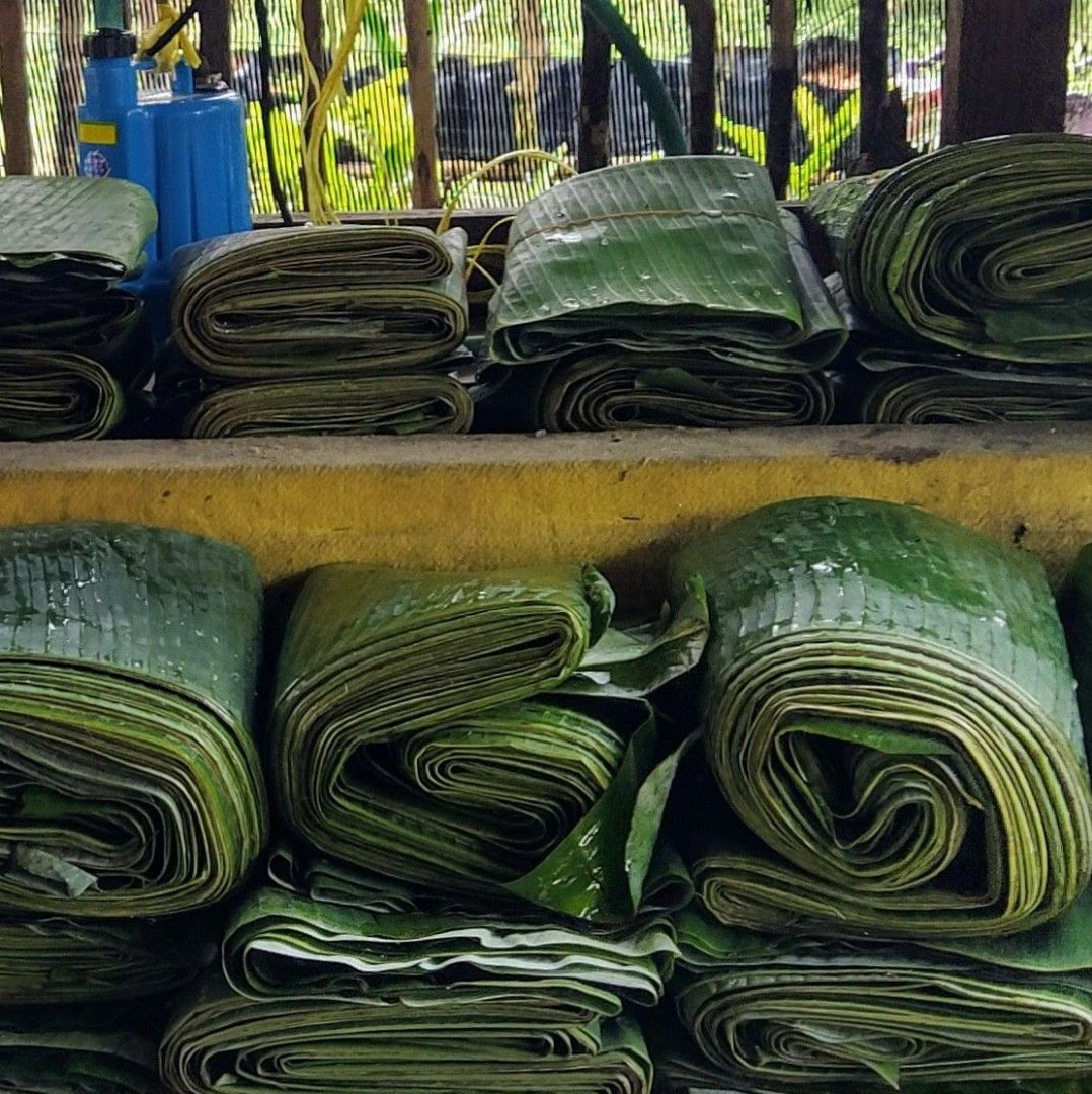 Daun Lerek Daun Pisang, Everything Else, Others on Carousell