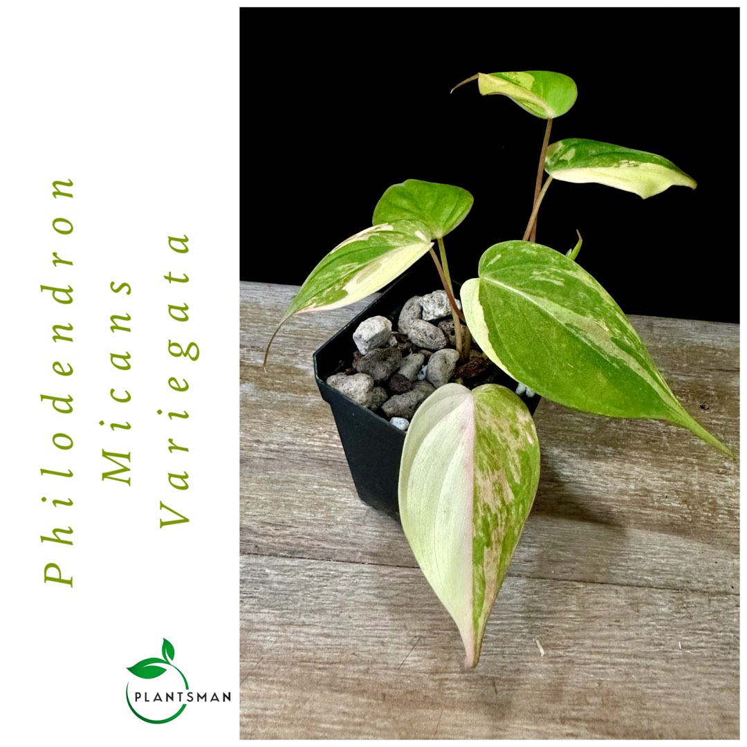 Philodendron Micans Variegated, Furniture & Home Living, Gardening ...