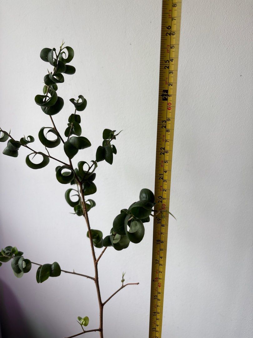 Ficus benjamina Barok pandora curly weeping fig tree on Carousell