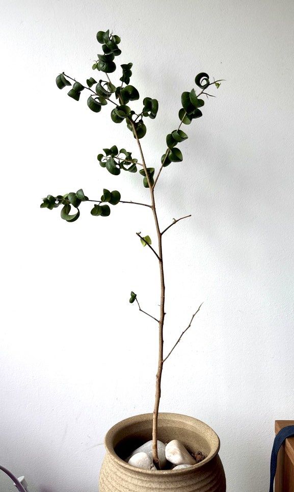 Ficus benjamina Barok pandora curly weeping fig tree, Furniture & Home ...