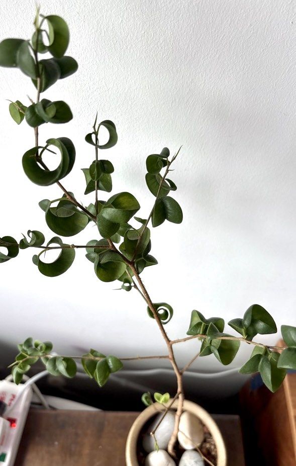 Ficus benjamina Barok pandora curly weeping fig tree, Furniture & Home ...