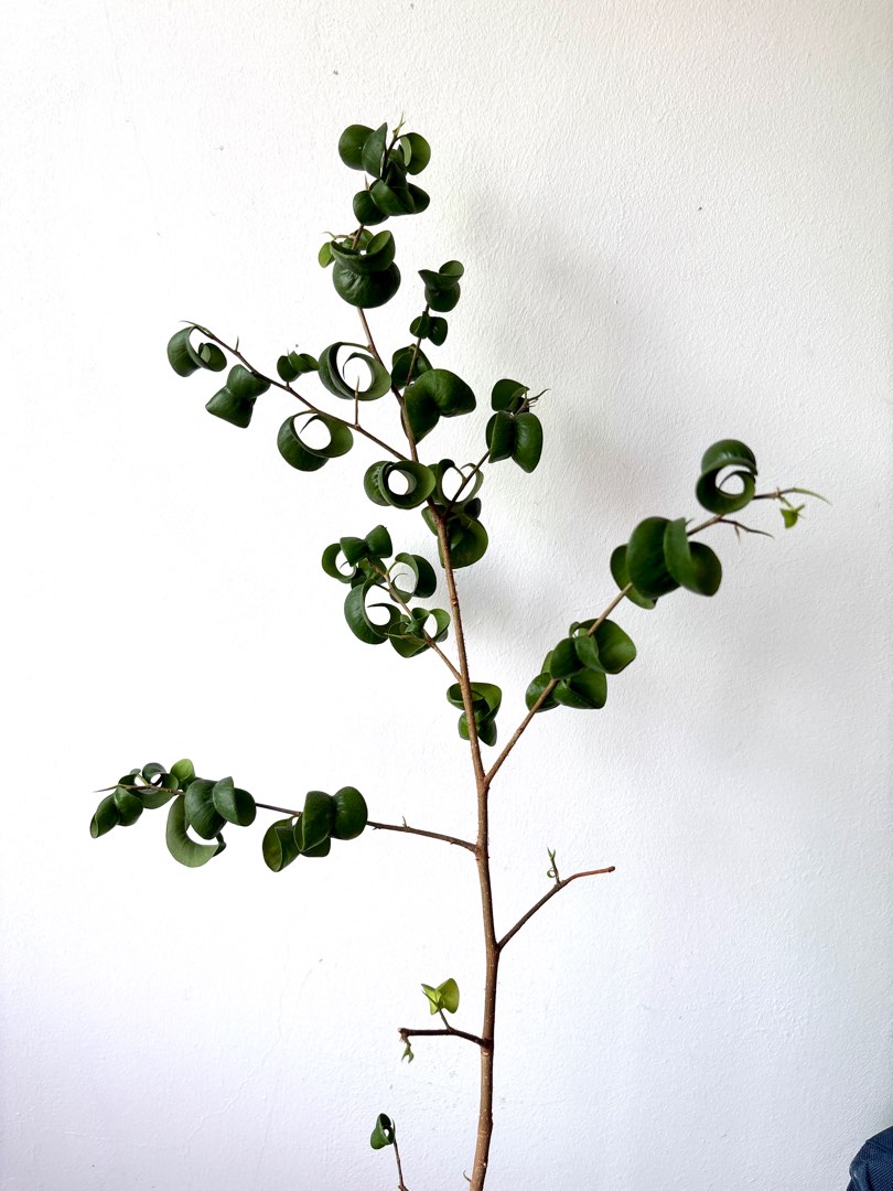 Ficus benjamina Barok pandora curly weeping fig tree on Carousell