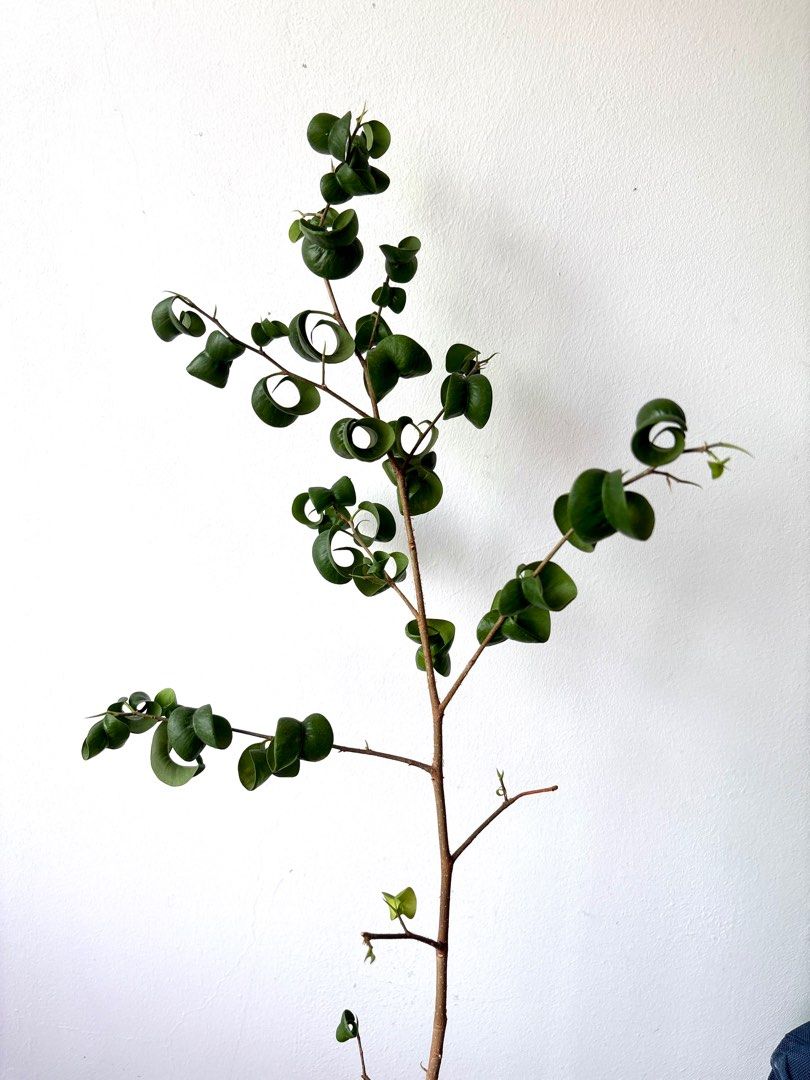 Ficus benjamina Barok pandora curly weeping fig tree, Furniture & Home ...