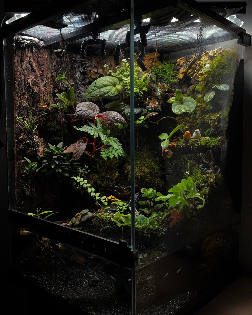 Mius 45 x 45 x 60 tank, Pet Supplies, Homes & Other Pet Accessories on ...