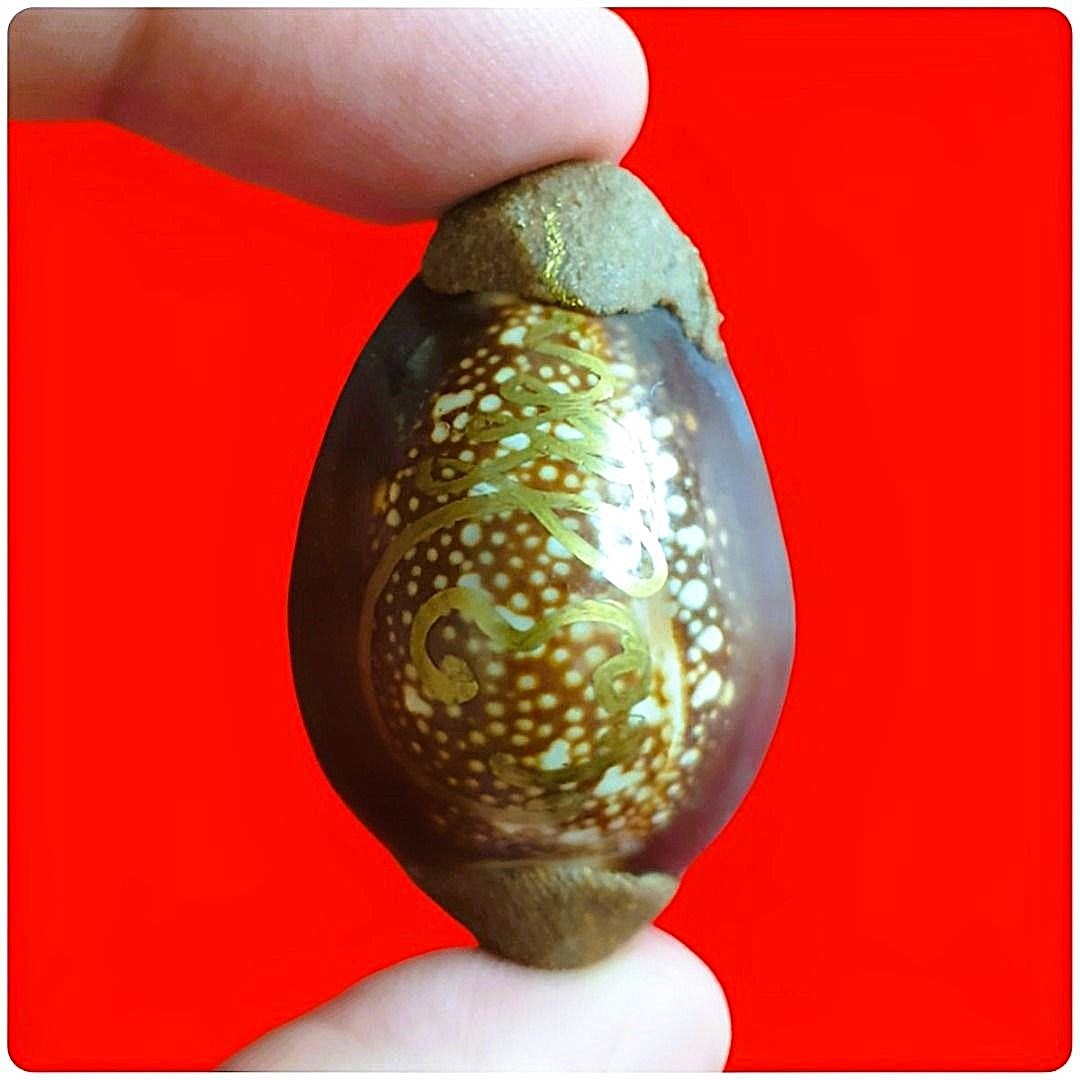 [$40] Bia Gae Shell Amulet/Biagae Cowry Shell with Diamond Armor Yant ...