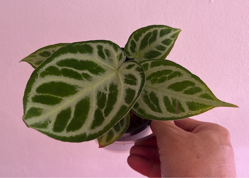 Anthurium Silver Chrome, Furniture & Home Living, Gardening, Plants ...