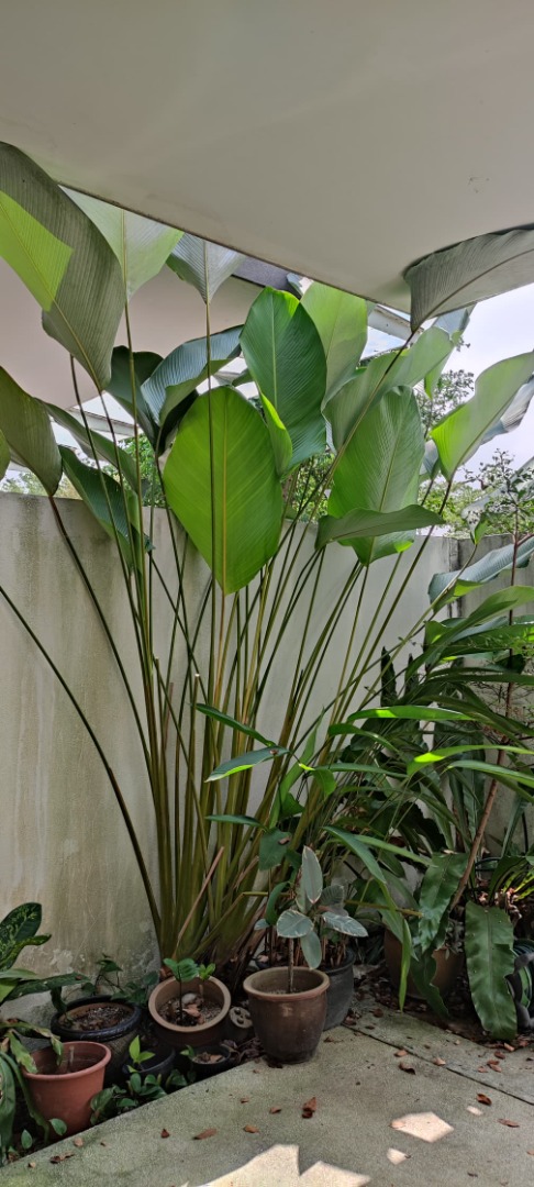 Calathea Lutea Big Leaf ~260cm || Home garden / house plant / pokok ...