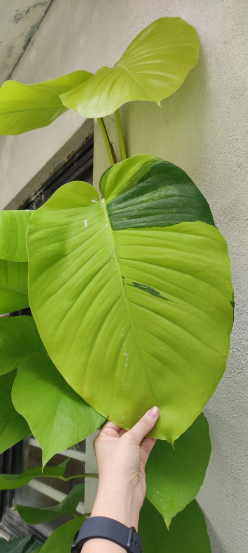 Healthy Big Golden Pothos / Neon Pothos (wall climbing) || Home garden ...