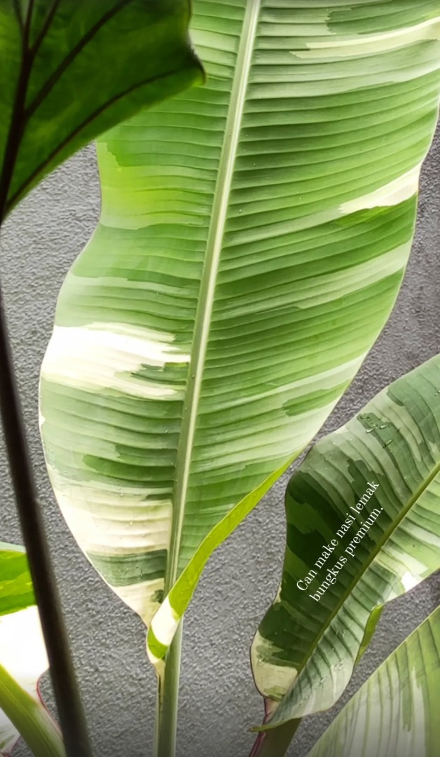 RARE Variegated Banana Musa Florida (Mother Plant) w. Pot (can fruit ...