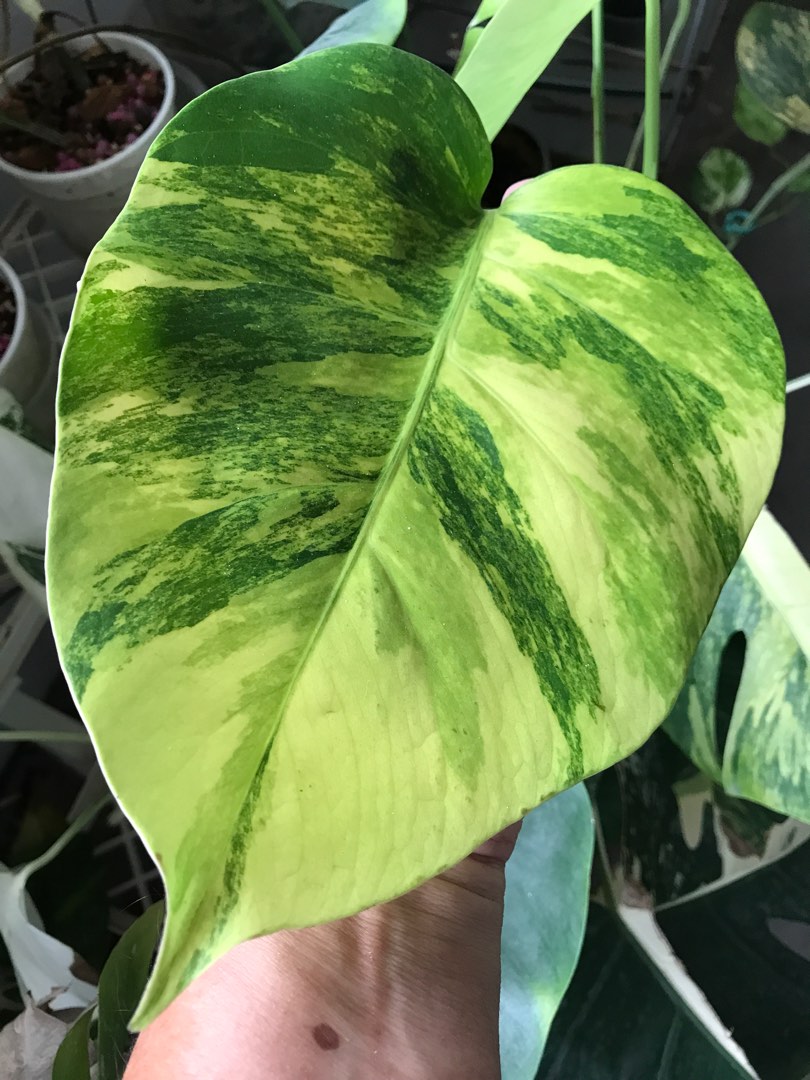 Monstera Borsi aurea variegated, Furniture & Home Living, Gardening ...