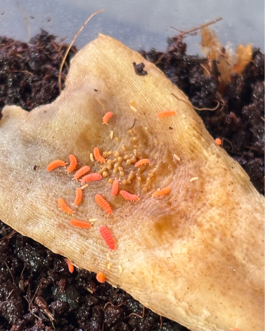 Orange springtail box, Pet Supplies, Pet Food on Carousell