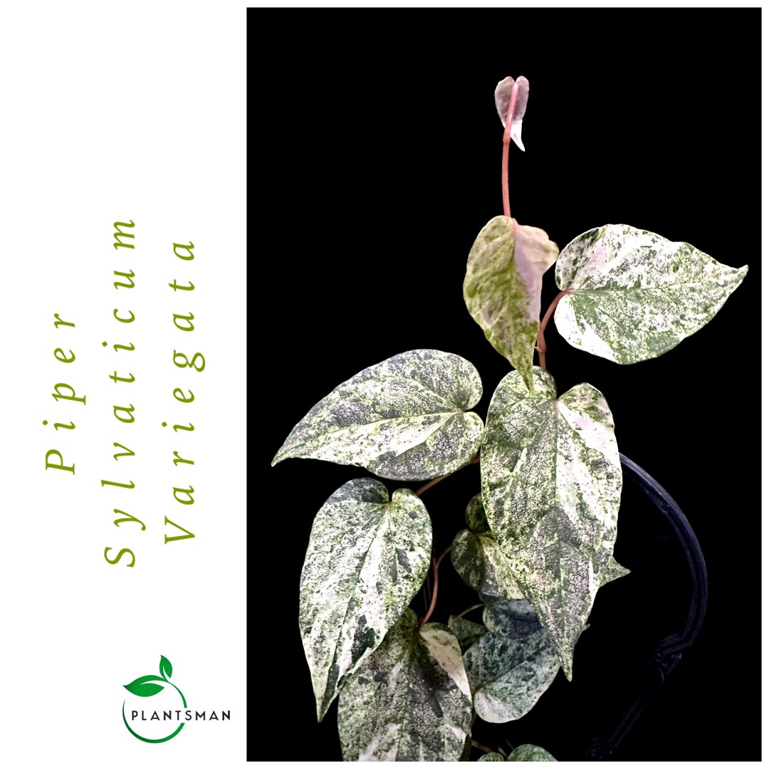 Piper Sylvaticum Variegated, Furniture & Home Living, Gardening, Plants ...