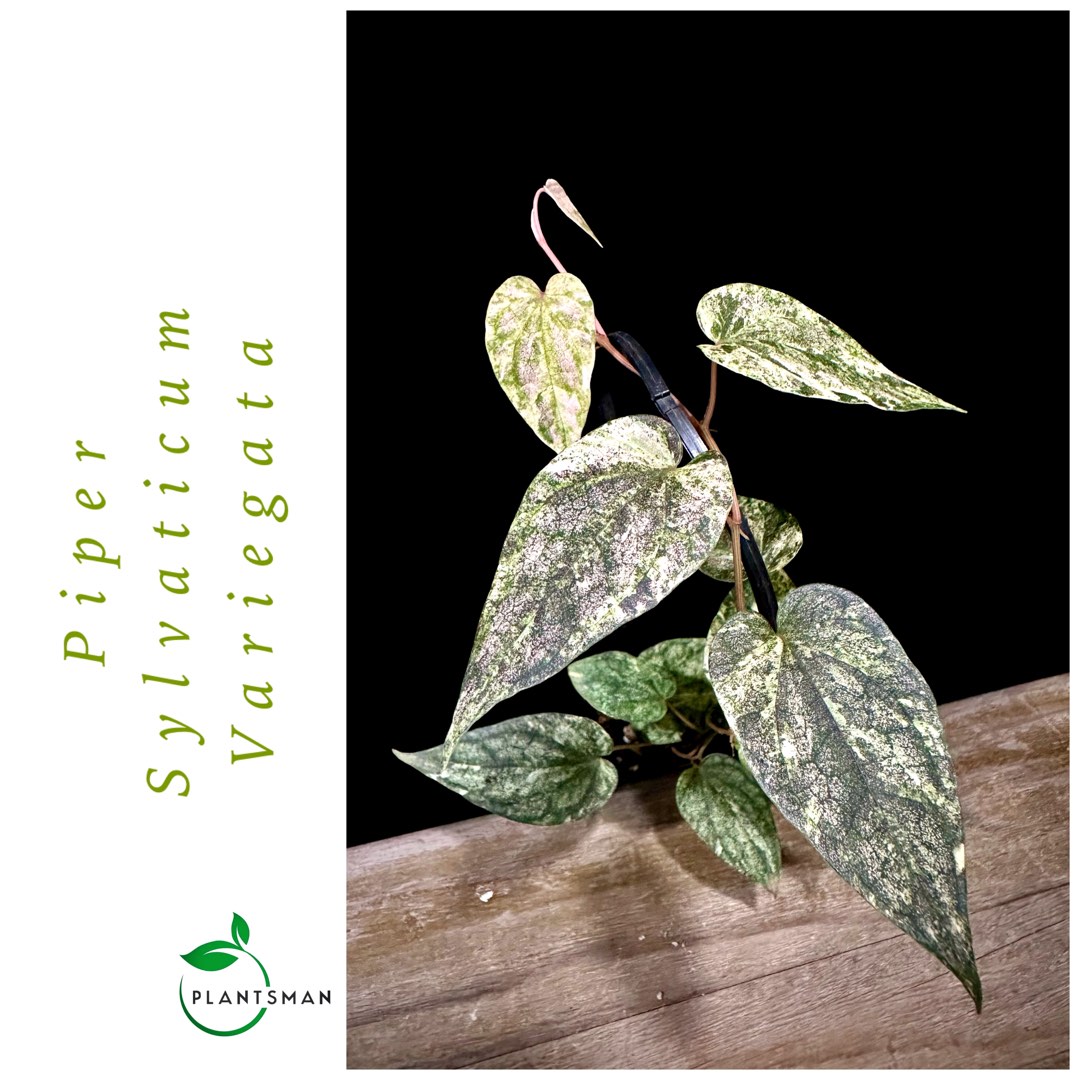 Piper Sylvaticum Variegated, Furniture & Home Living, Gardening, Plants ...