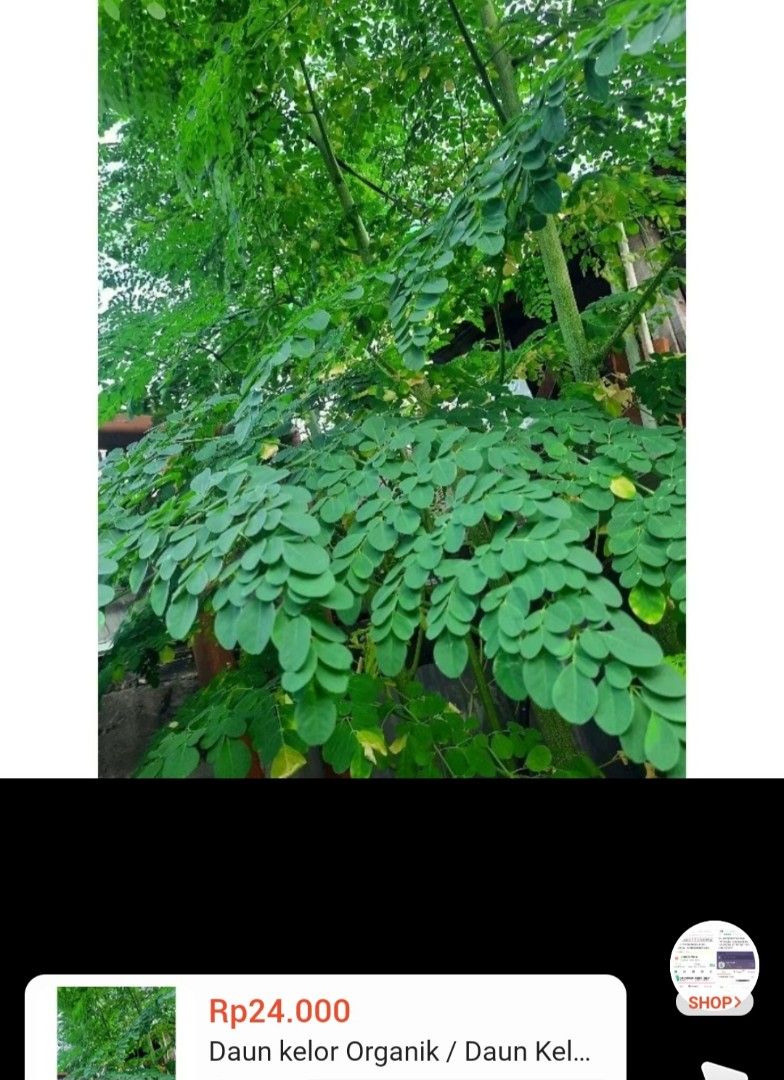 Daun kelor 250 gram - harga special mau potong pohon, Makanan & Minuman ...