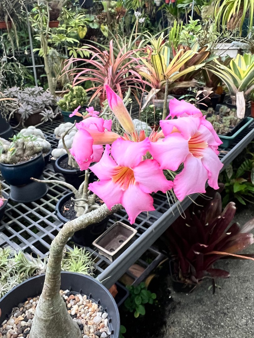 Adenium dhofarense, Furniture & Home Living, Gardening, Plants & Seeds ...