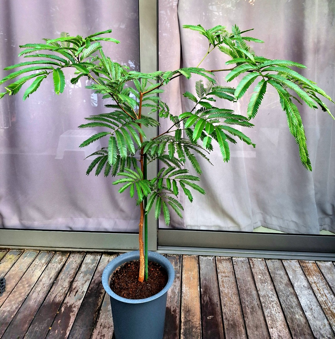Everfresh Plant, Furniture & Home Living, Gardening, Plants & Seeds on ...