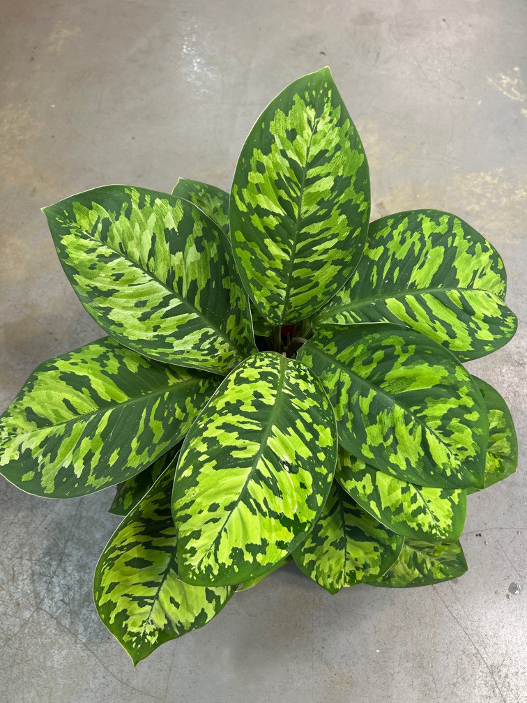 Homalomena Army, Furniture & Home Living, Gardening, Plants & Seeds on ...