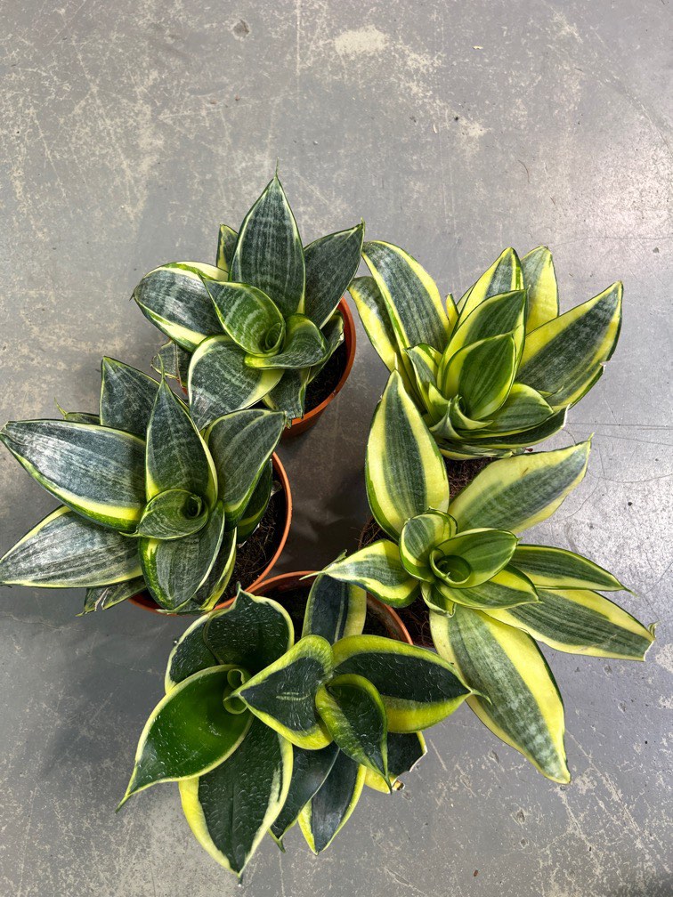 Assorted Dwarf Snake plant $6 each, Furniture & Home Living, Gardening ...