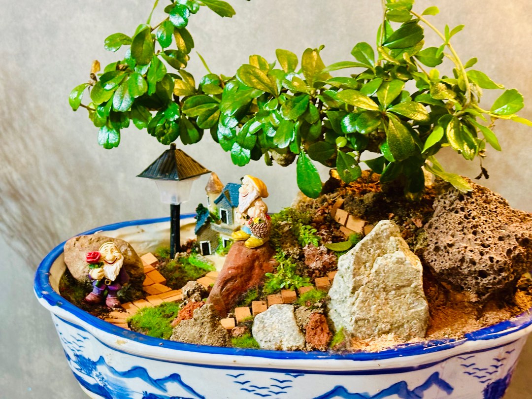 bonsai, Furniture & Home Living, Gardening, Plants & Seeds on Carousell