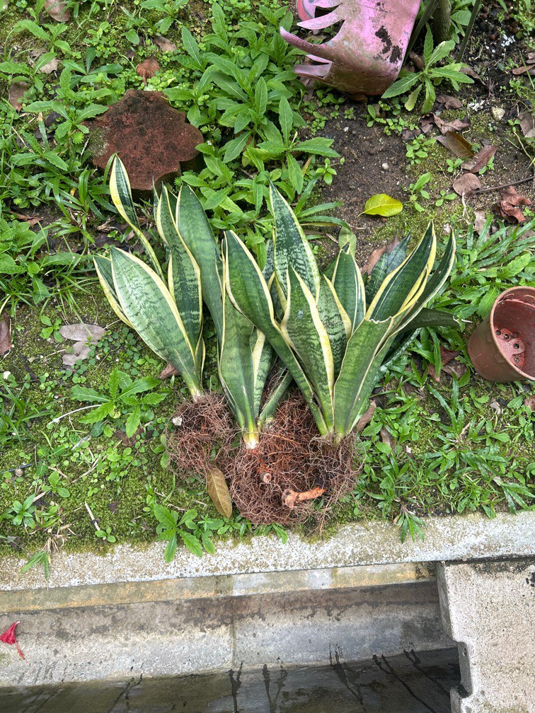 snakeplant, Furniture & Home Living, Gardening, Plants & Seeds on Carousell