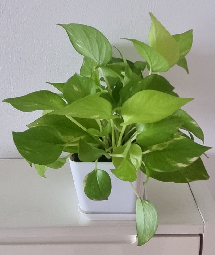 Special Epipremnum Aureum Neon Golden Pothos (Fengshui Money Plant ...
