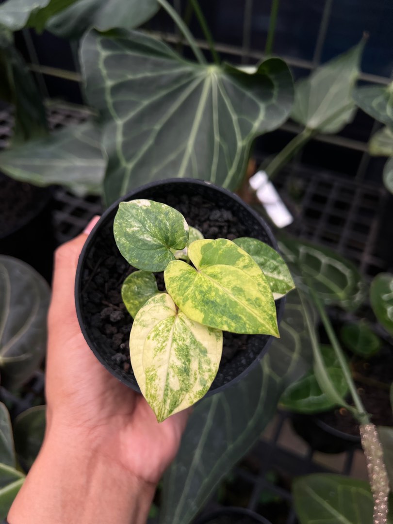 Anthurium Aos Variegated x Red Crystallinum Docblock, Furniture & Home ...