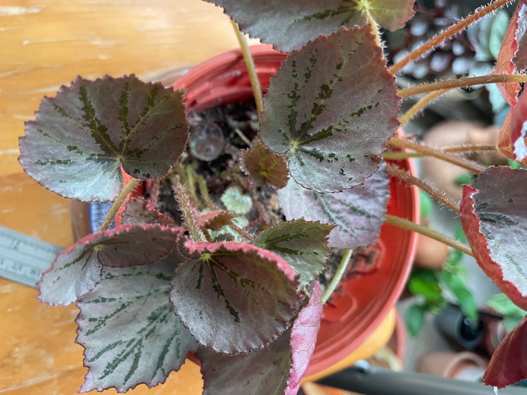 Begonia Martin Mystery, Furniture & Home Living, Gardening, Plants ...