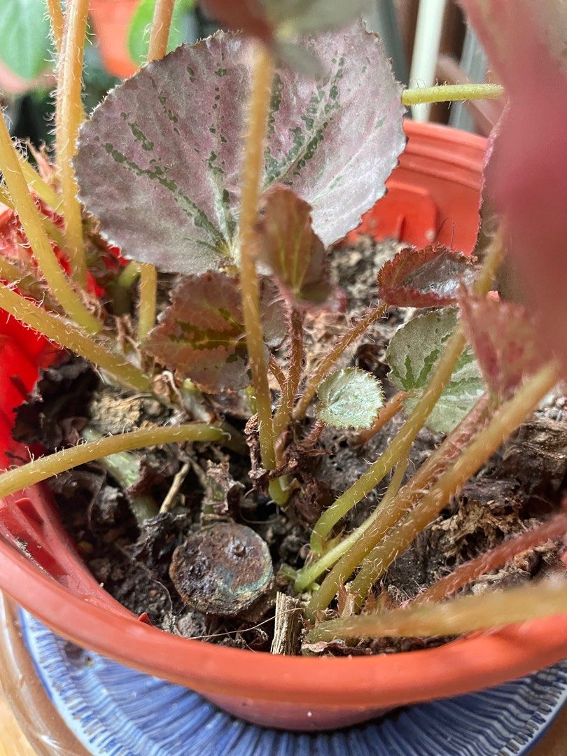 Begonia Martin Mystery, Furniture & Home Living, Gardening, Plants ...