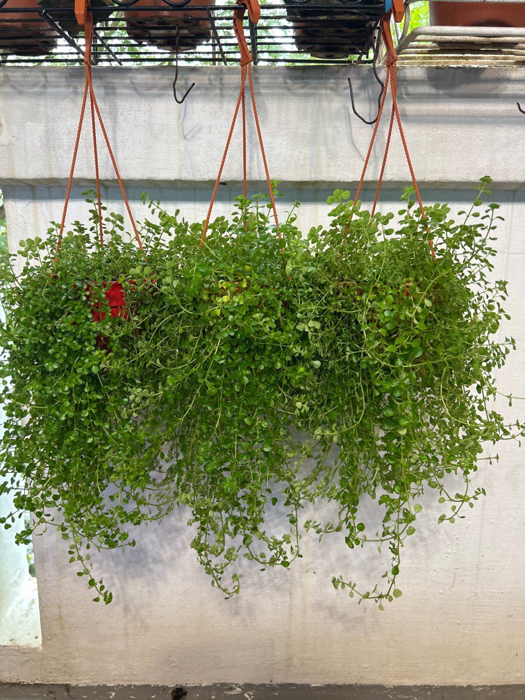 Bushy Baby Tears in hanging pot $12 each, Furniture & Home Living ...