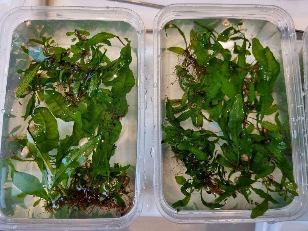 Java Fern (Aquatic Plants), Furniture & Home Living, Gardening, Plants ...