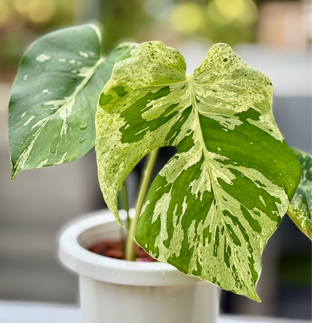 Monstera Deliciosa Bulbasaur, Furniture & Home Living, Gardening ...