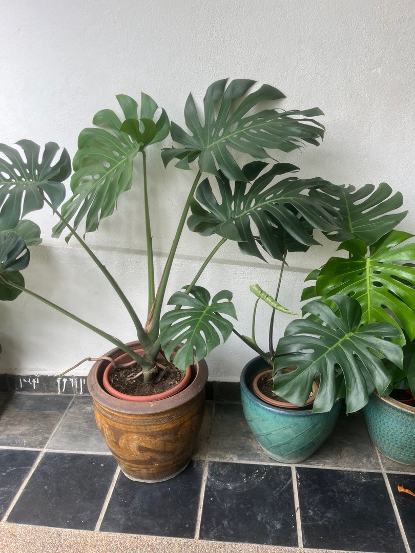 Monstera Deliciosa Large Big Size Plant Pokok, Furniture & Home Living ...