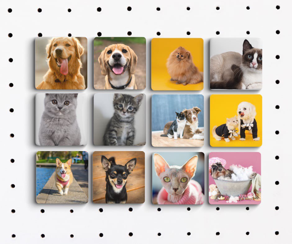 Pet square ref magnet pre-order, Hobbies & Toys, Stationary & Craft ...