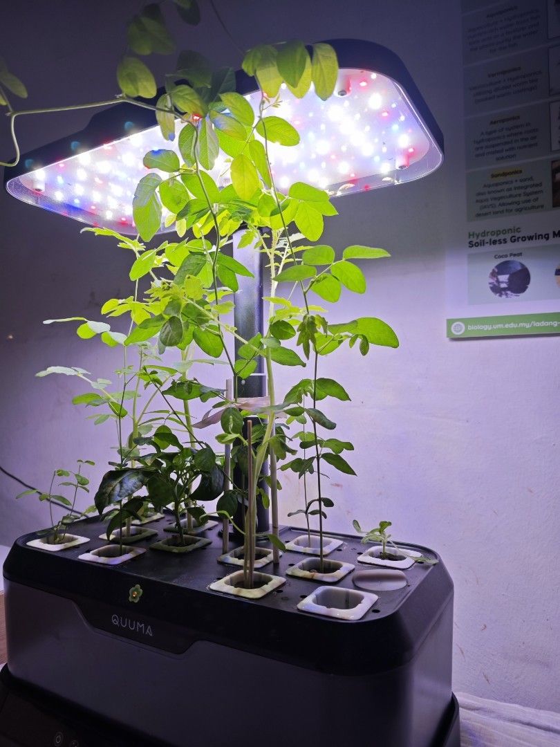 ANAK POKOK BUNGA TELANG BUTTERFLY PEA FLOWER PLANT PLANTLET, Furniture ...