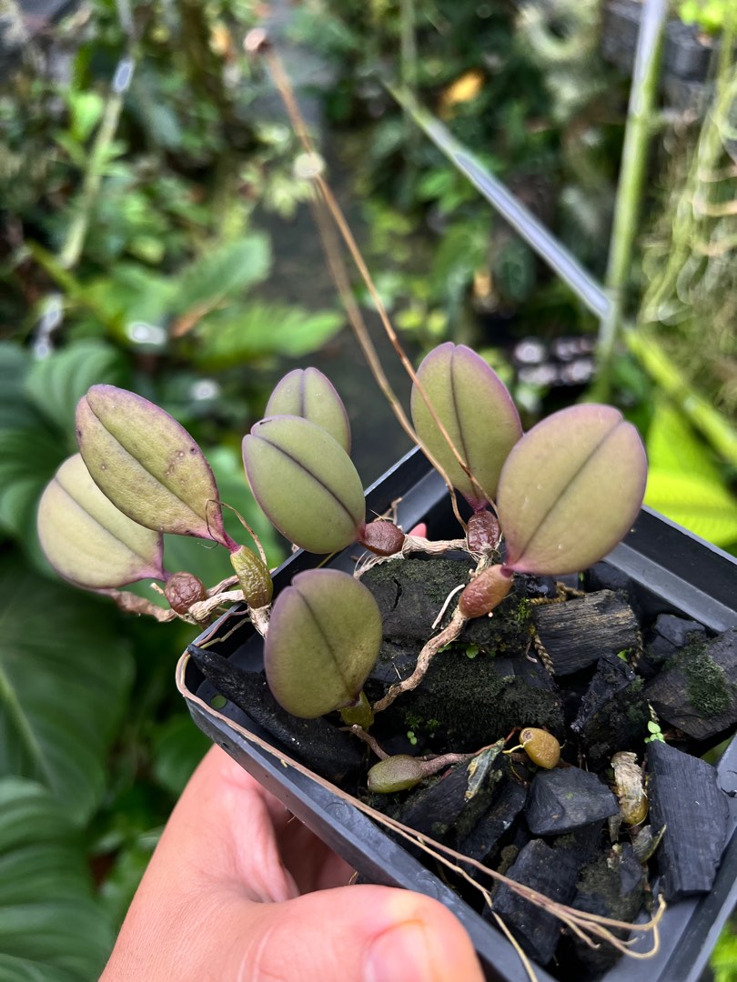Bulbo purpurascens coin leaf, Furniture & Home Living, Gardening ...