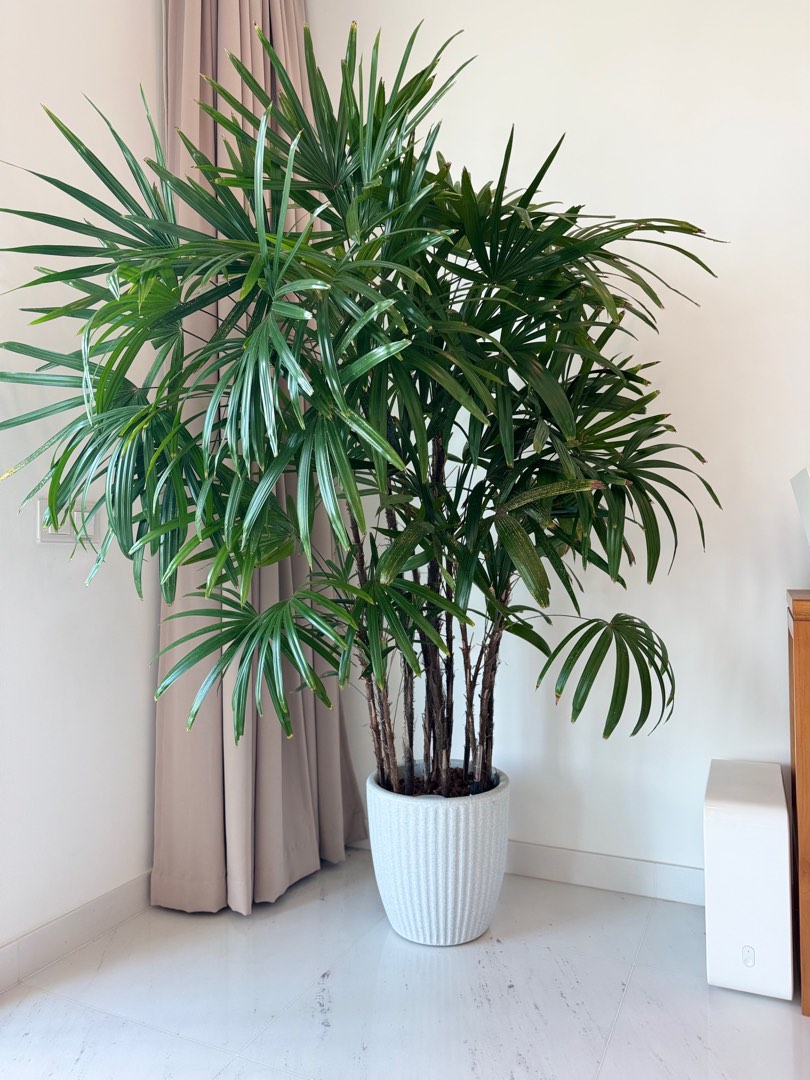 Lady Palm (Rhapis excelsa) Extra Large Plant, Furniture & Home Living ...
