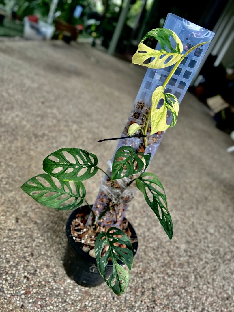 Monstera Acuminata Mint Variegated, Furniture & Home Living, Gardening ...