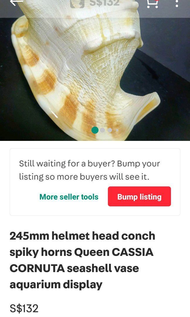 Rare helmet head conch spiky horns Queen CASSIA CORNUTA seashell vase ...