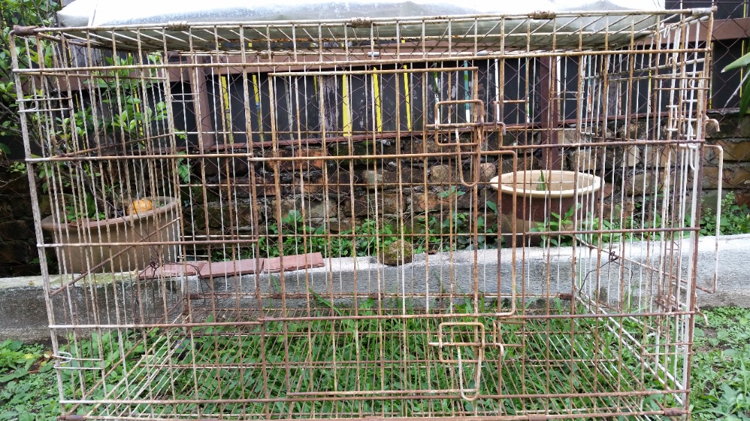 reban ayam musang racoon cage squirrel rabbit cat chicken hamster snake ...