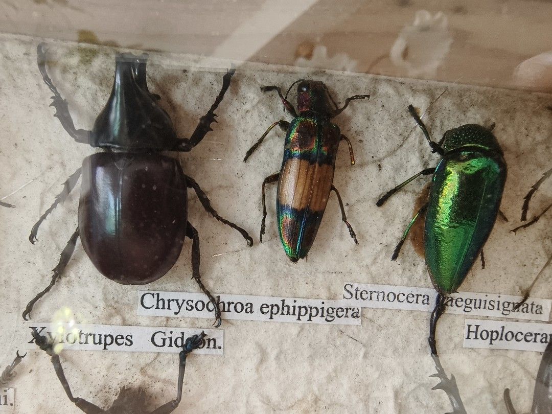 A Vintage Collection of 23 Beetles & Insects Entomology Taxidermy With ...