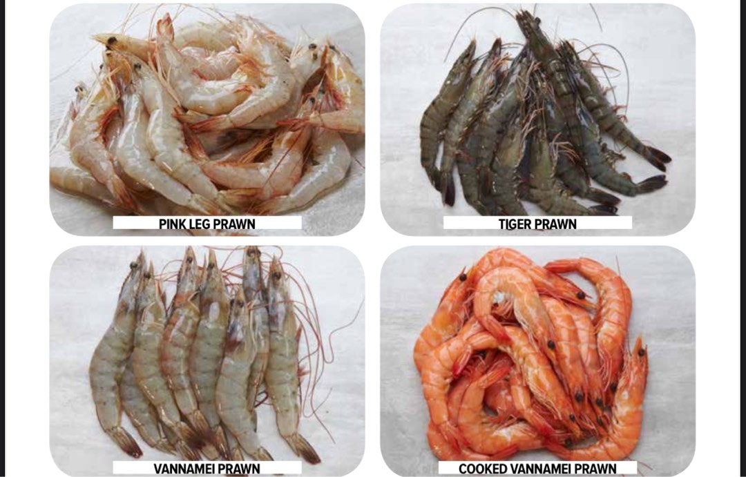 Live/Frozen/ Fresh Sea-catch/farm Prawns, Food & Drinks, Fresh Produce ...
