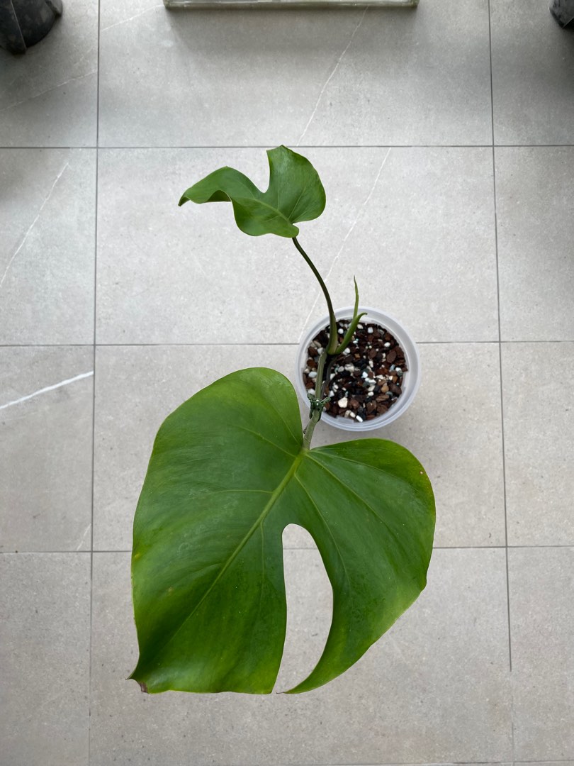 Monstera Brazilian Common Form, Furniture & Home Living, Gardening ...