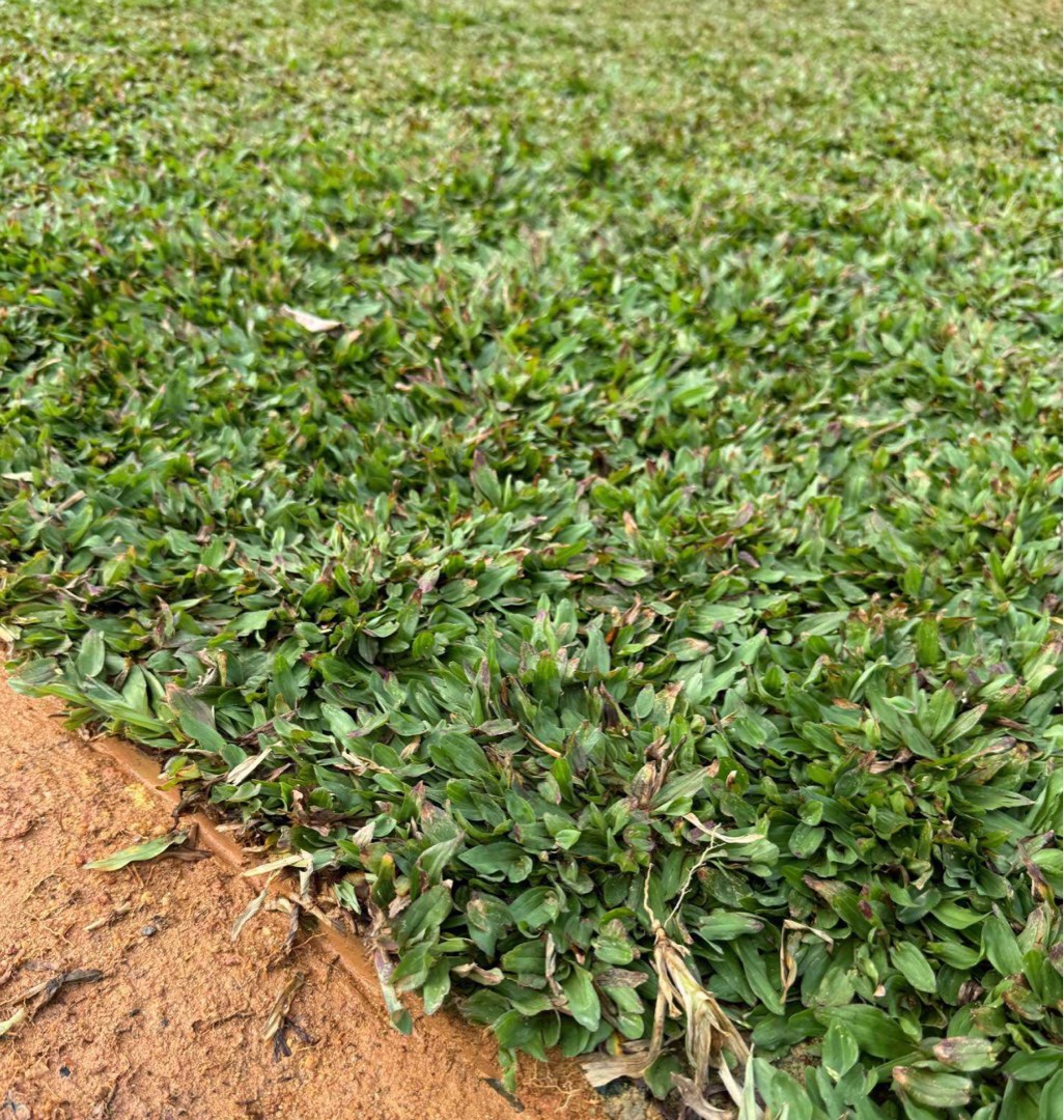 Pearl grass 15 square feet fresh from ground premium plant free ...