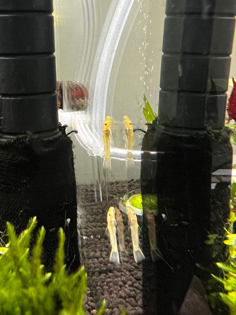 Yellow Pleco babies, Pet Supplies, Health & Grooming Supplies on Carousell