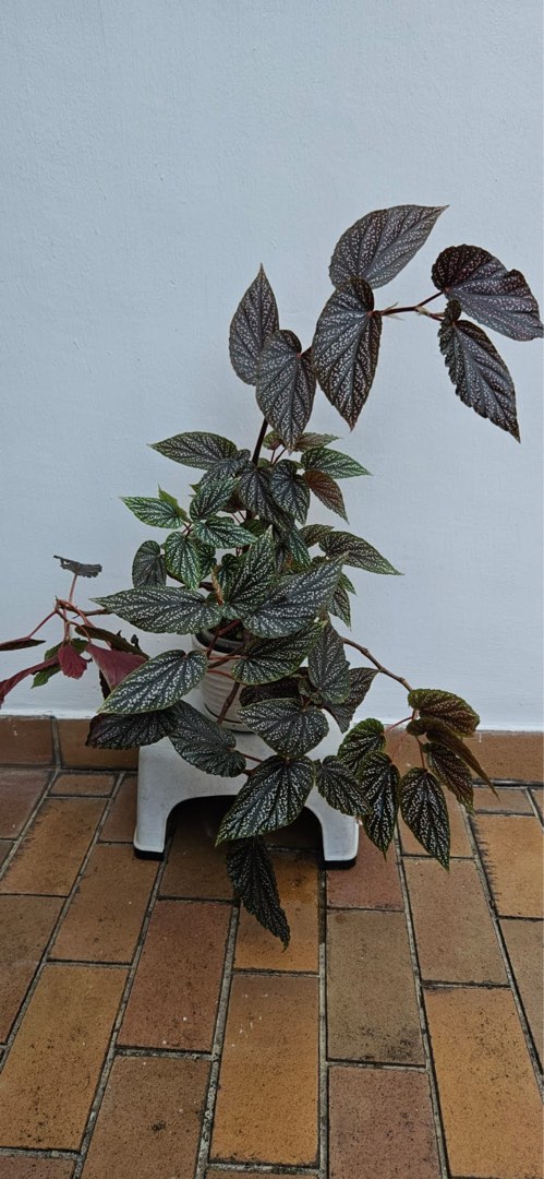 Begonia 'Benigo Pink', Angelwing Begonia, Furniture & Home Living ...